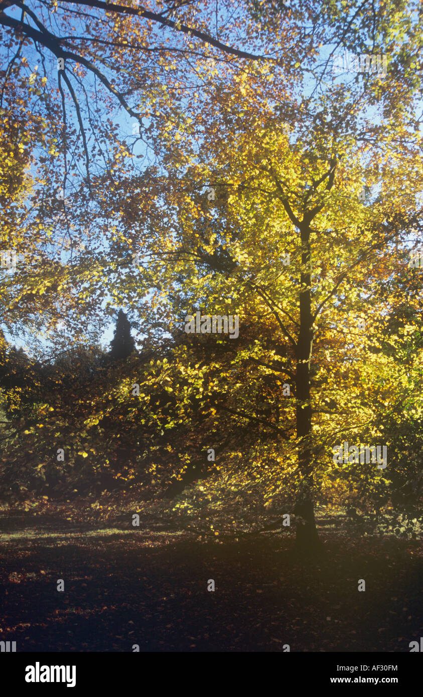 Back light beech tree in autumn at Westonbirt Arboretum Stock Photo - Alamy