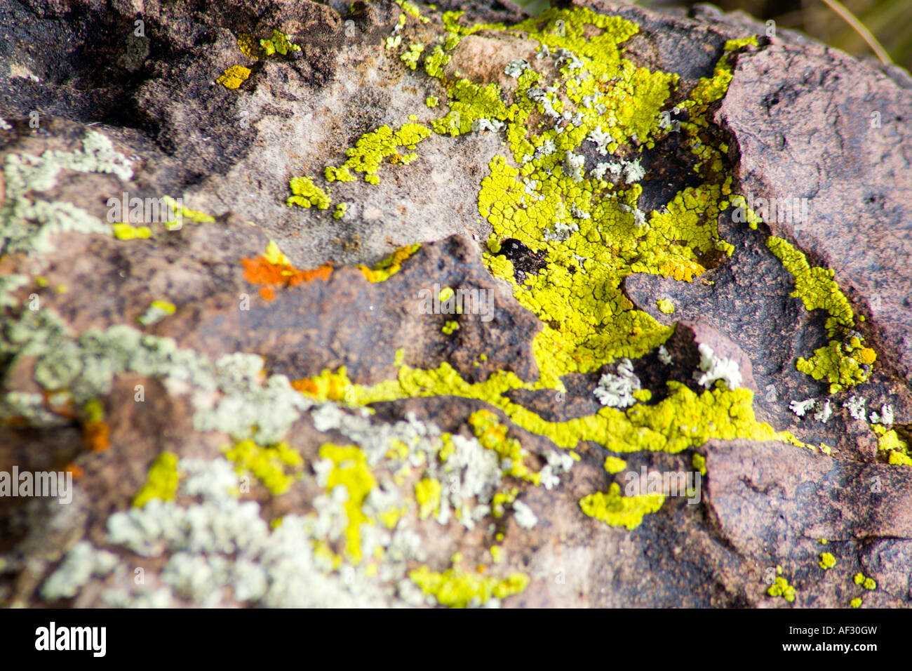 Closeup moss on rock hi-res stock photography and images - Alamy