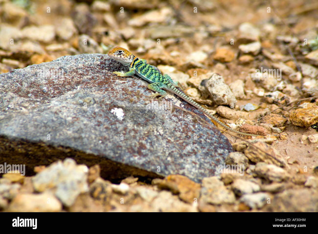 Collared lizard hi-res stock photography and images - Alamy