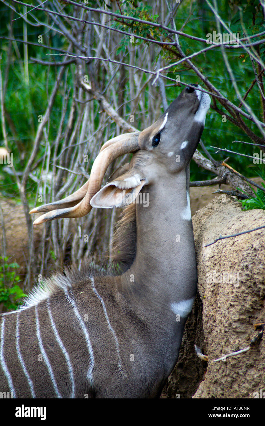 Lesser kudu hi-res stock photography and images - Alamy