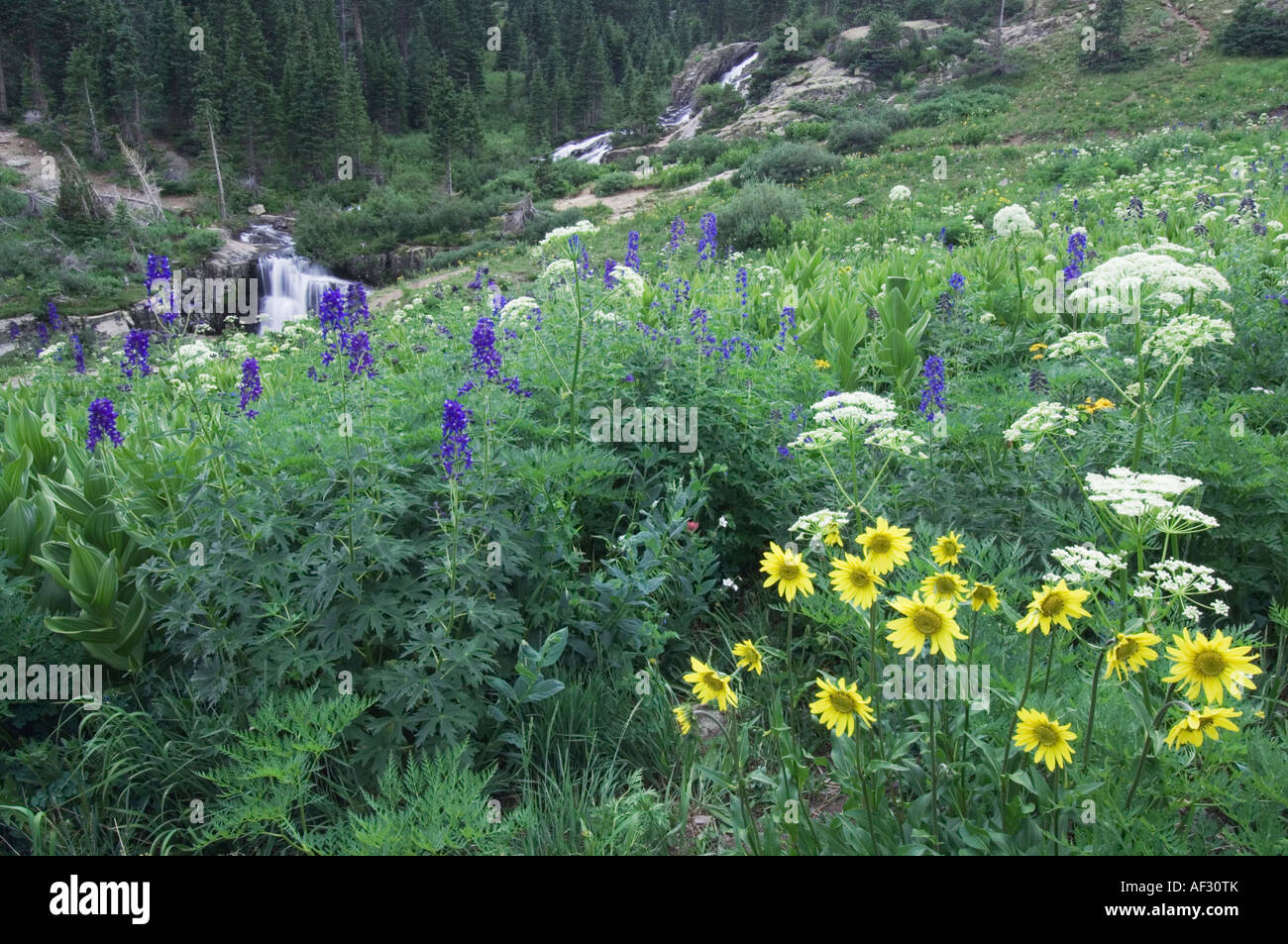 Wildflowers in Yankee Boy Basin Tall Larkspur Sunflowers Loveroot Ouray ...