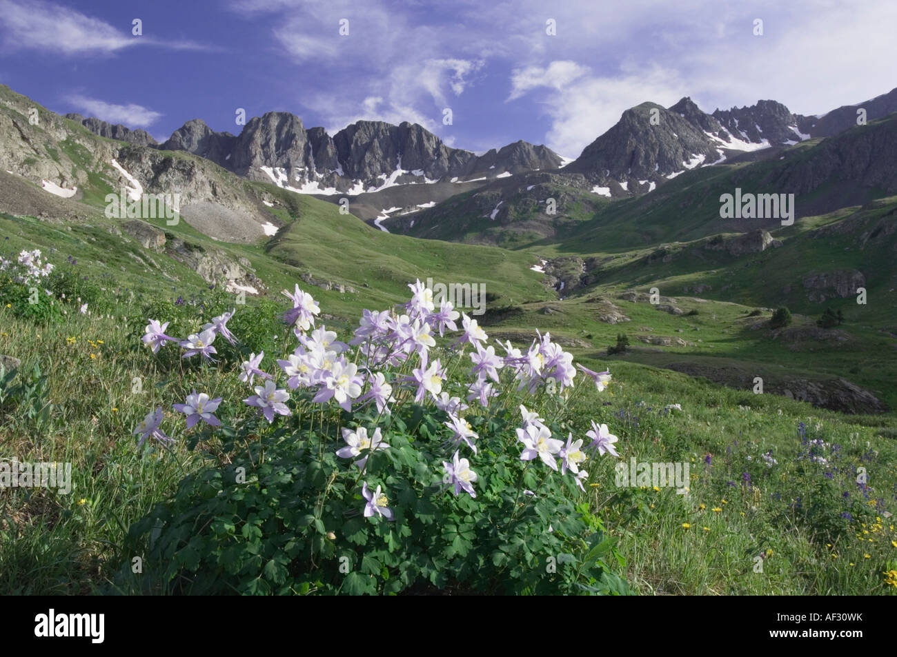 Mountains and wildflowers in alpine meadow Blue Columbine Aquilegia ...
