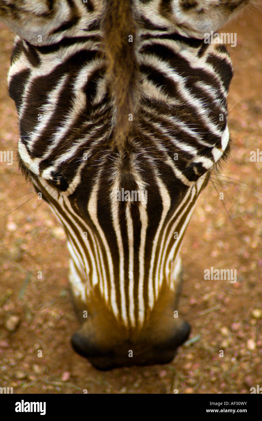 Head of a zebra Stock Photo - Alamy