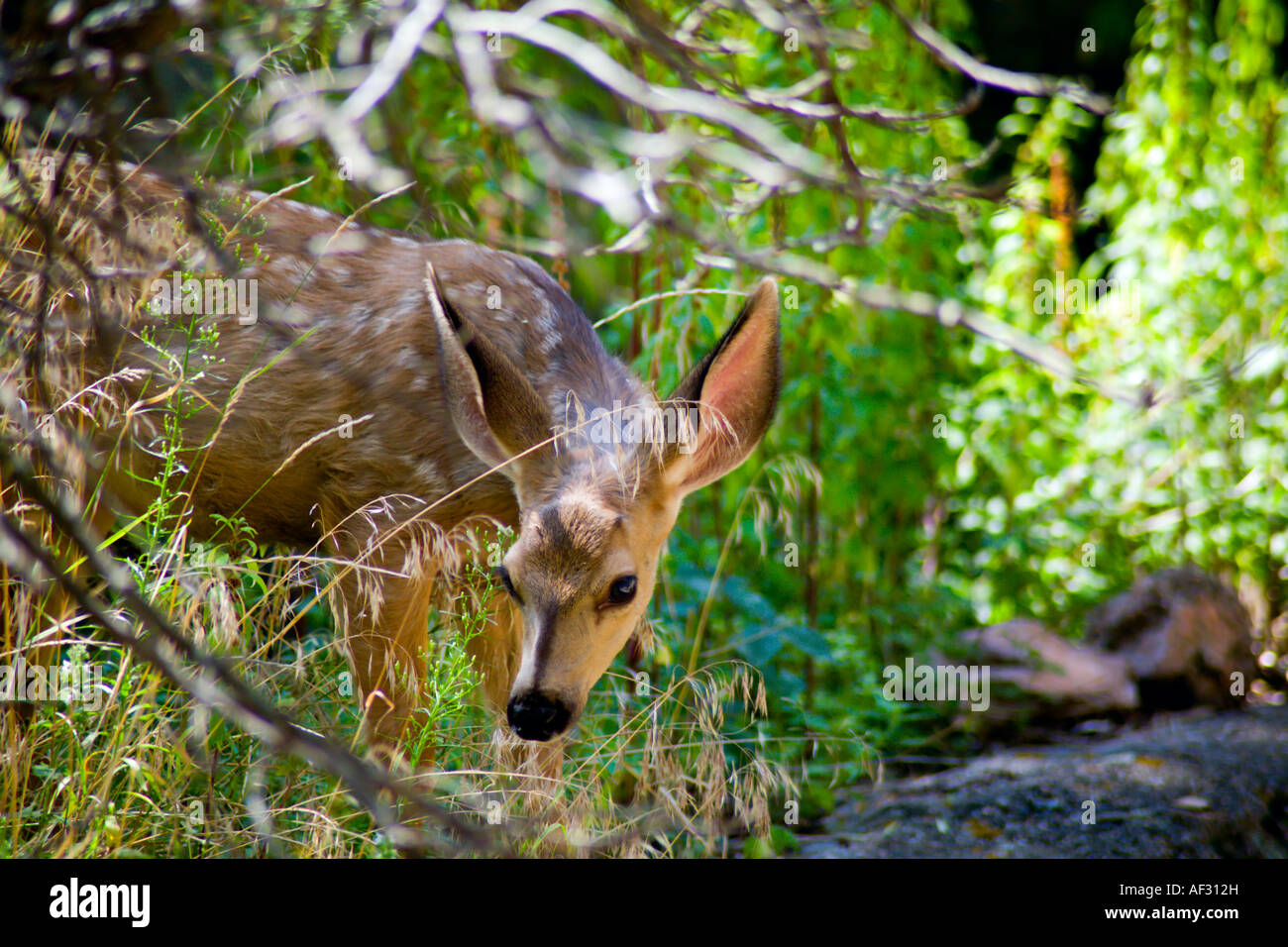Mule deer fawn looking Stock Photo - Alamy