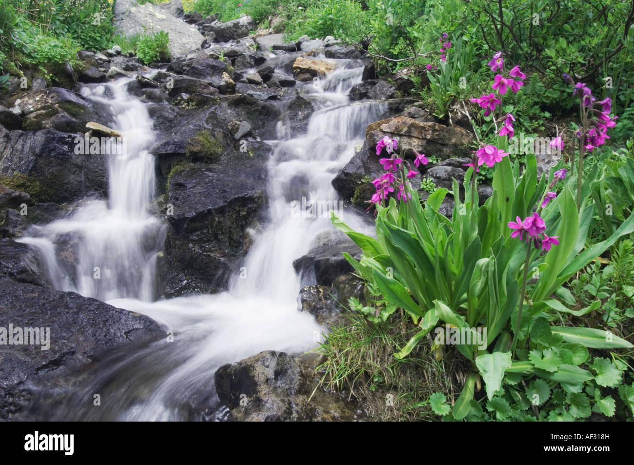 Waterfall and wildflowers in alpine meadow Parry s Primrose Primula ...
