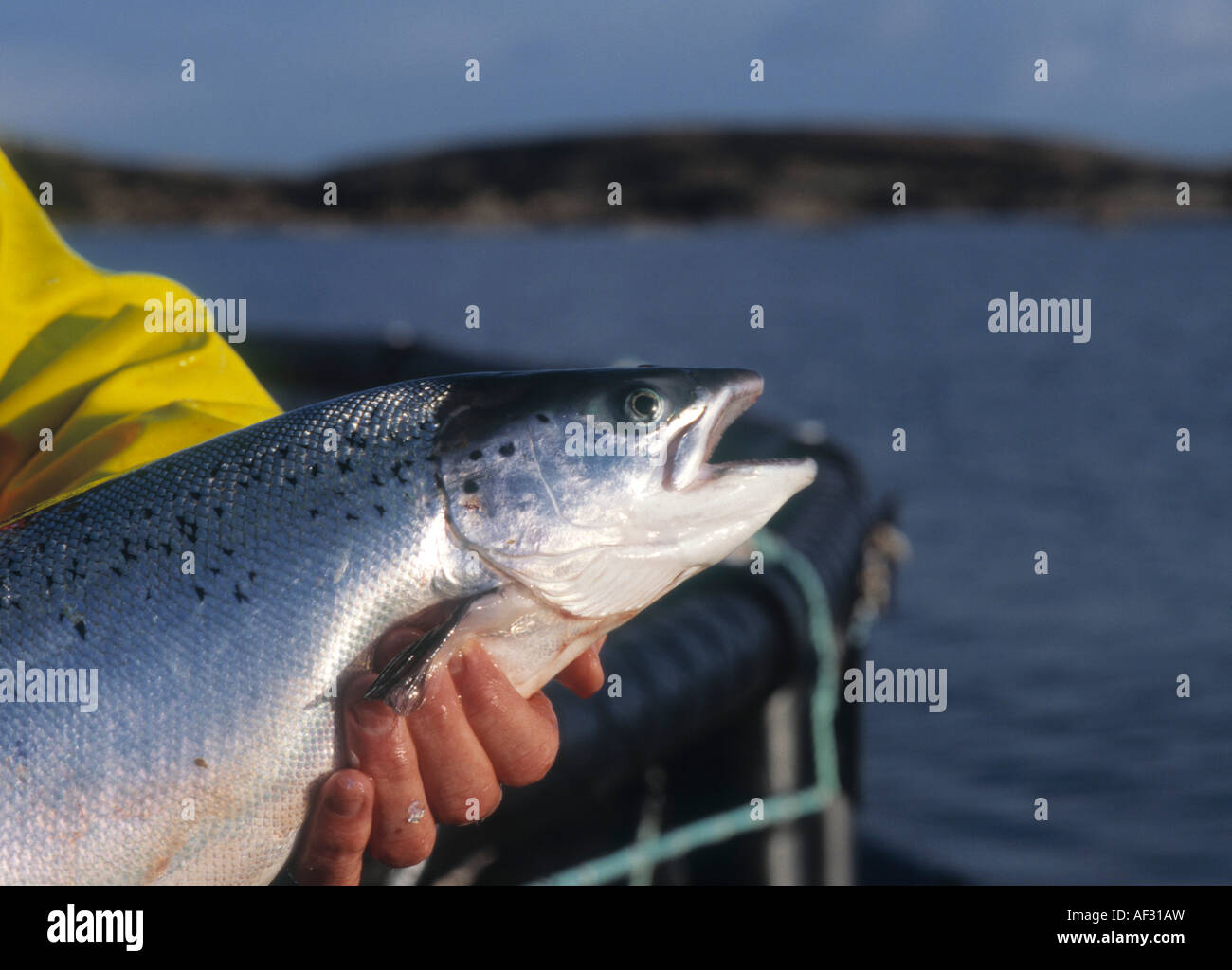 Organic farmed salmon in the waters off North Uist western isles ...