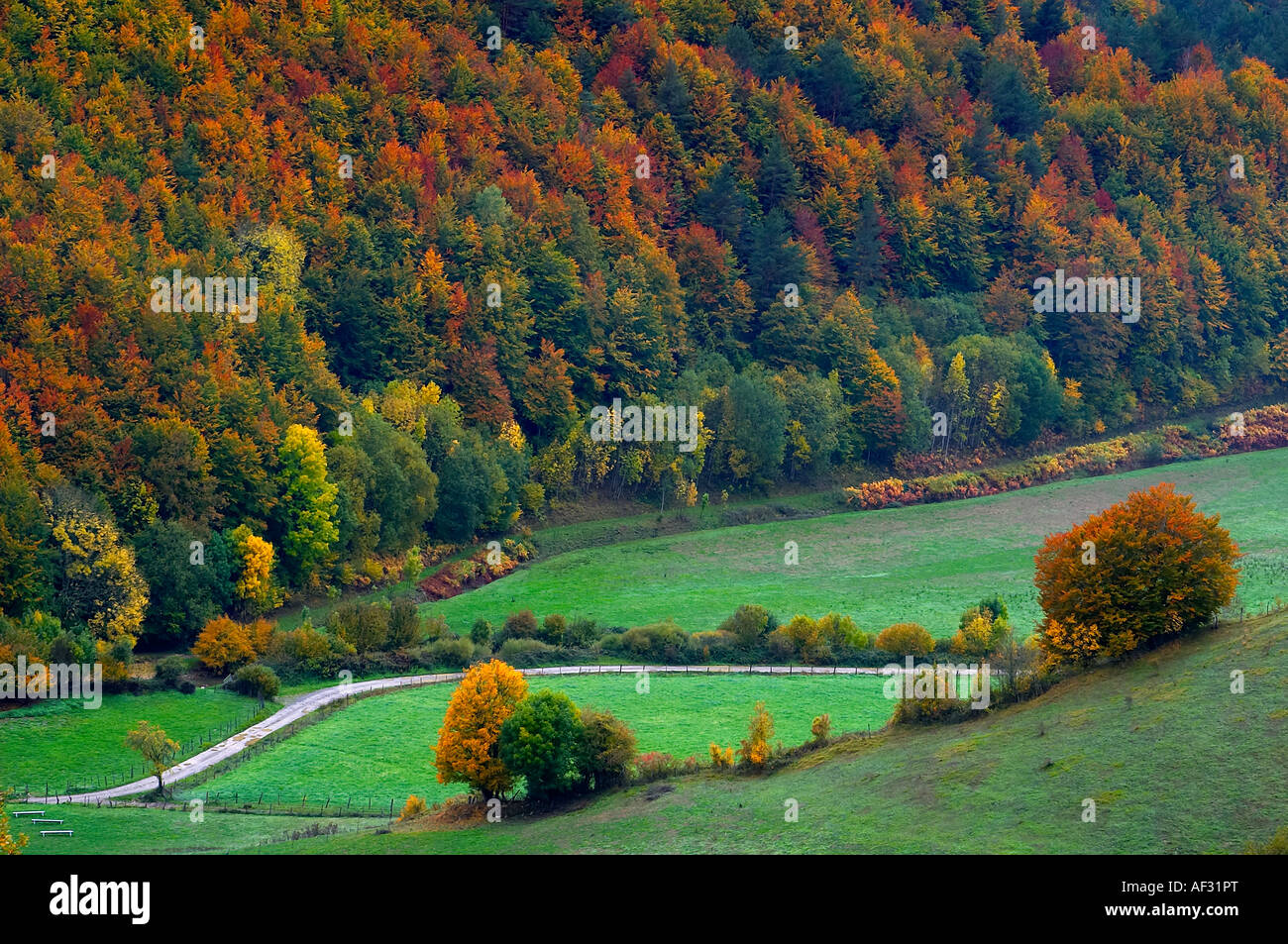 Hoja de campo hi-res stock photography and images - Alamy