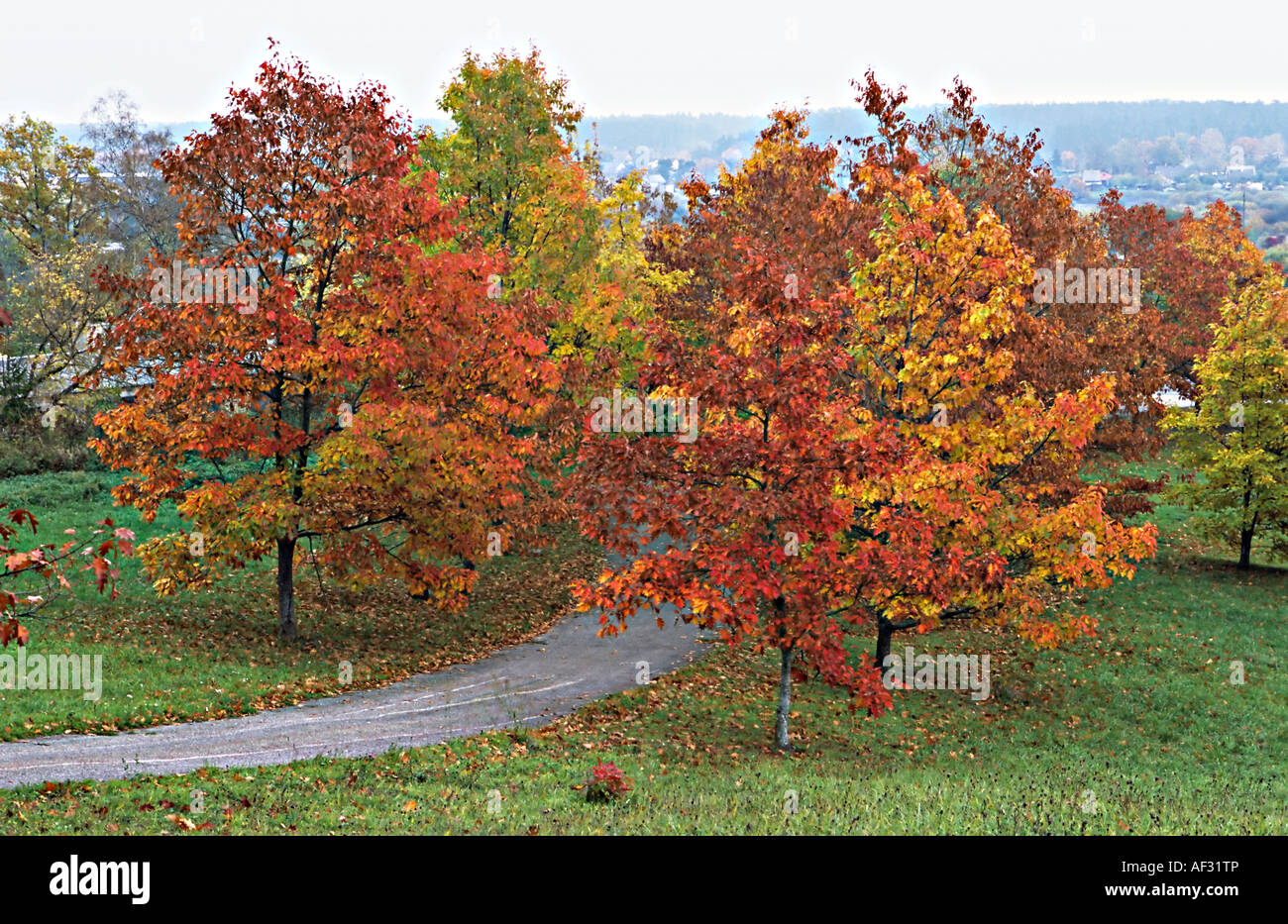 Quercus borealis hi-res stock photography and images - Alamy