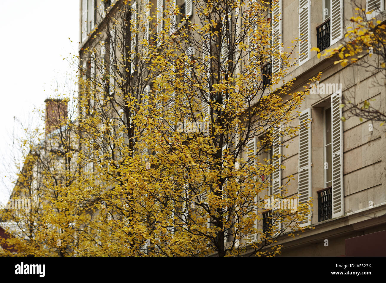 Yellow Trees in Paris France Stock Photo - Alamy