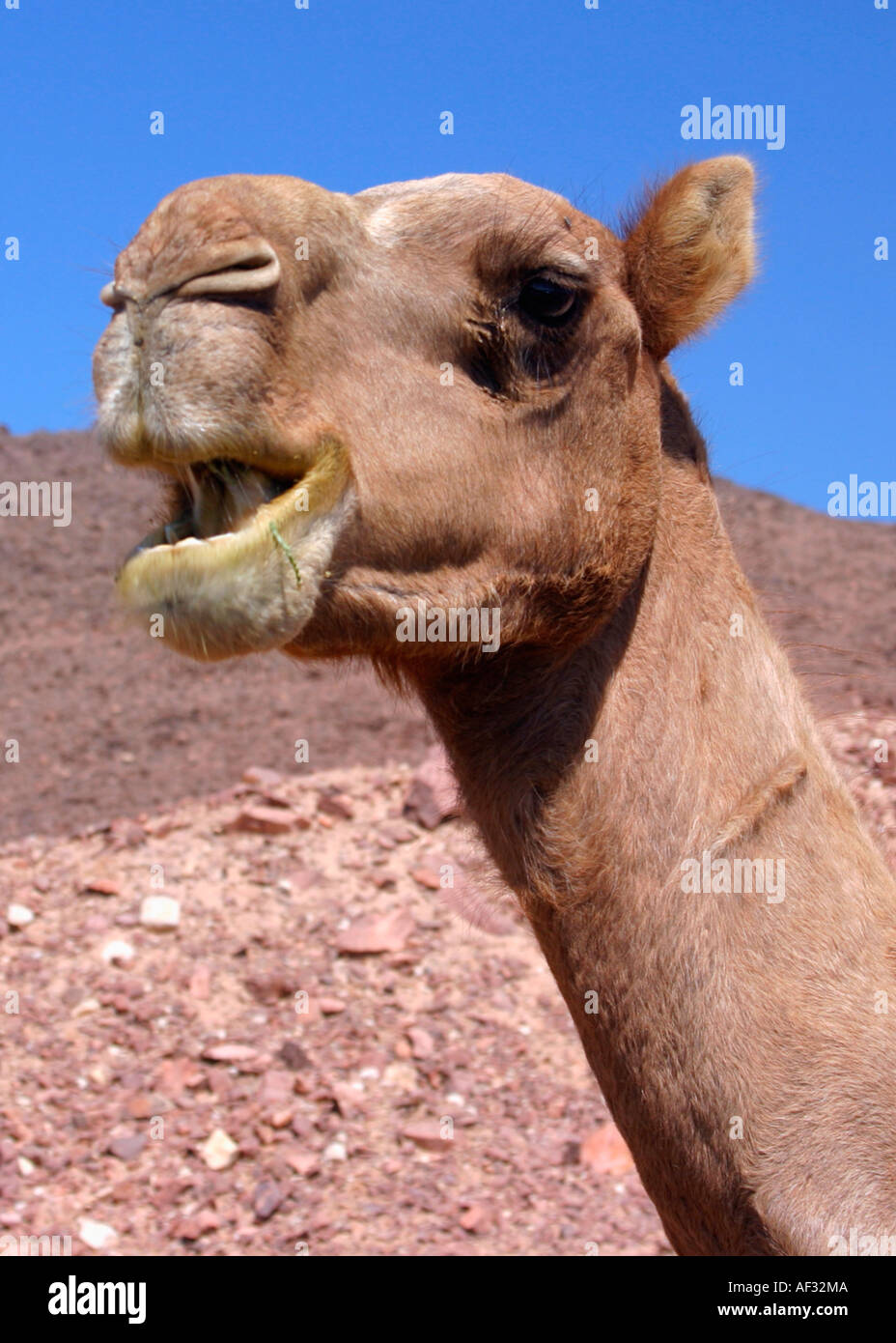 Laughing Egyptian Camel Stock Photo - Alamy