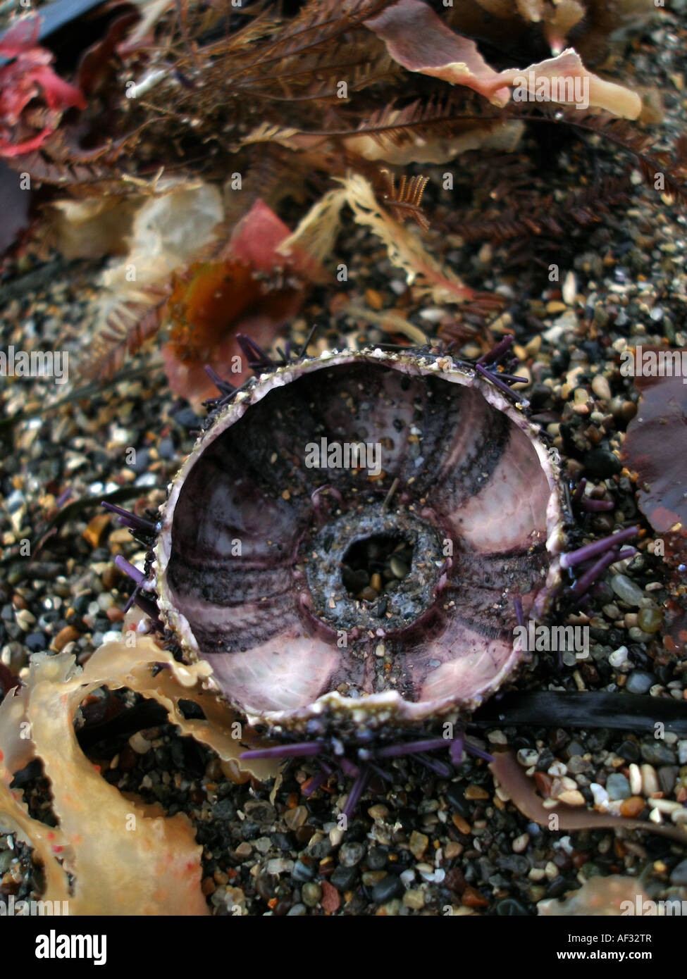 Seashell and seaweed on a beach hi-res stock photography and images - Alamy