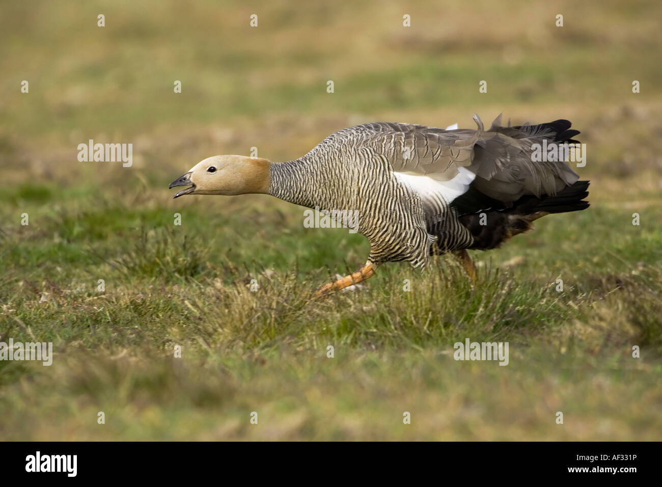 Running goose hi-res stock photography and images - Alamy