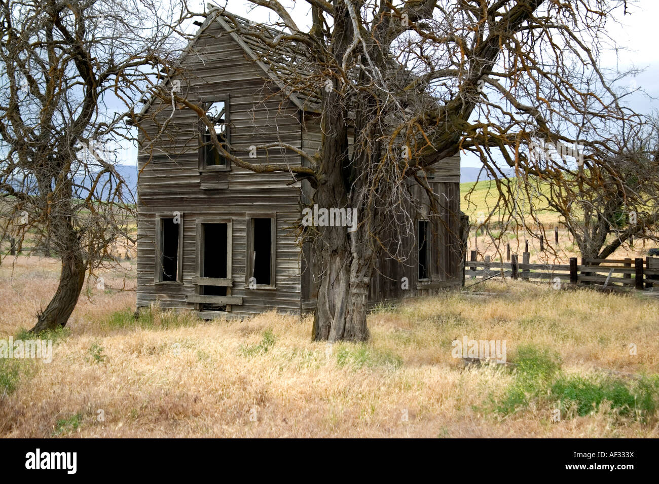 American homeless structure deserted dead home farm nobody oregon tree ...