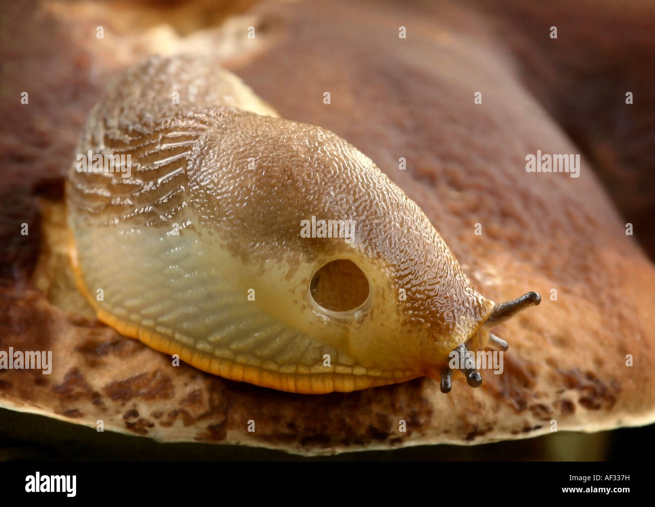 Netted Slug feeding on toadstool Stock Photo - Alamy