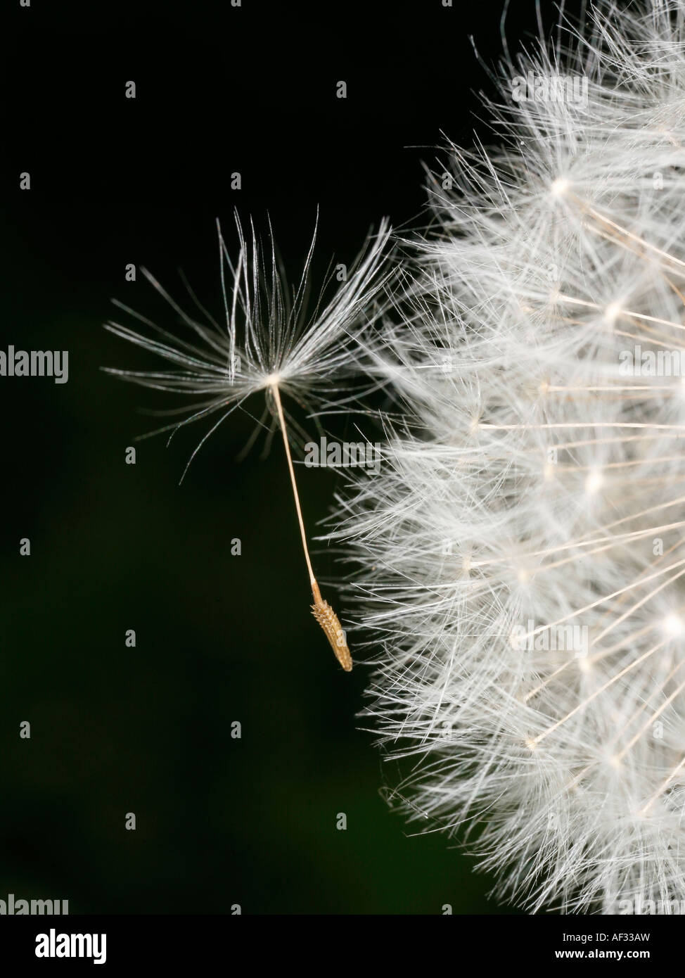 dandelion close up Stock Photo - Alamy