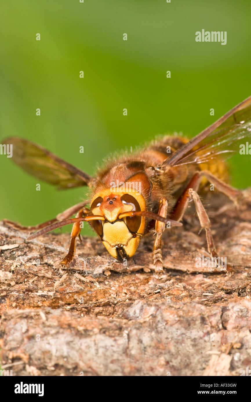 Hornet on Tree Branch "Vespa crabro" UK Stock Photo - Alamy