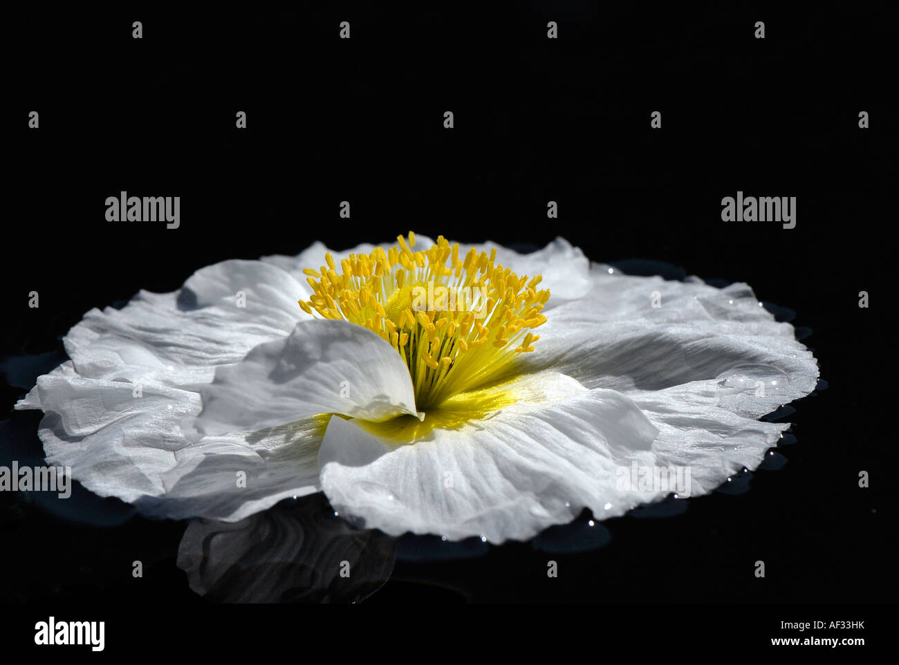 Floating White Poppy Stock Photo - Alamy