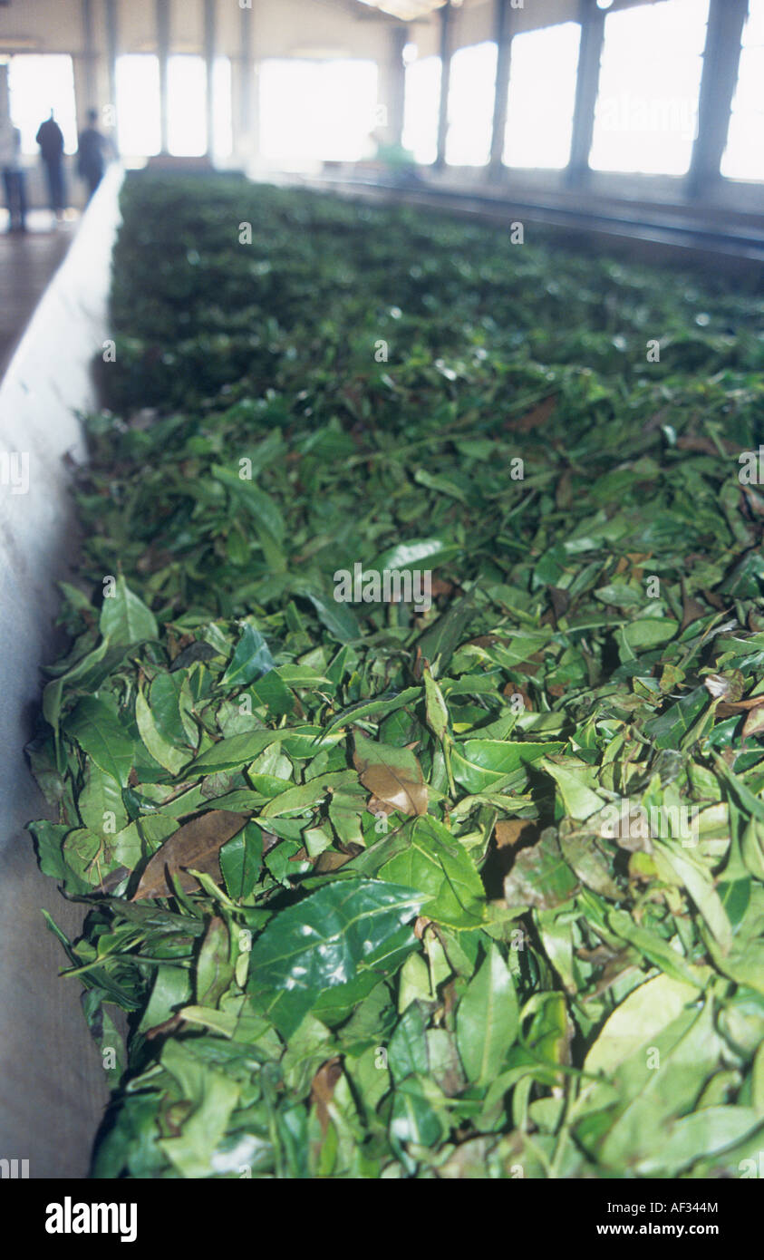 Withering tea hi-res stock photography and images - Alamy