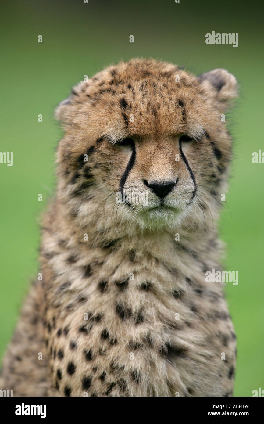 Sad cheetah hi-res stock photography and images - Alamy
