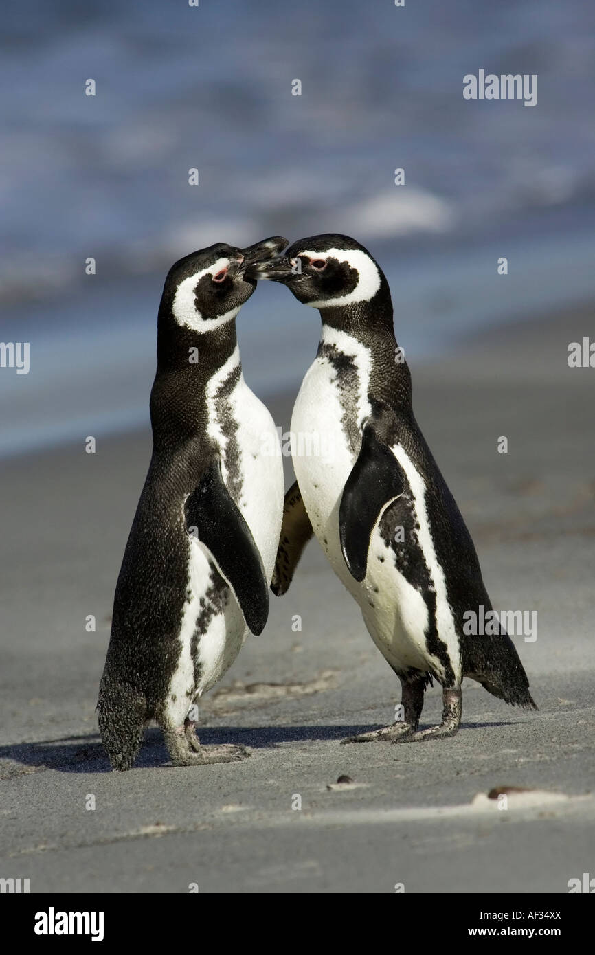 Courtship display between 2 adult Magellanic penguins Stock Photo - Alamy