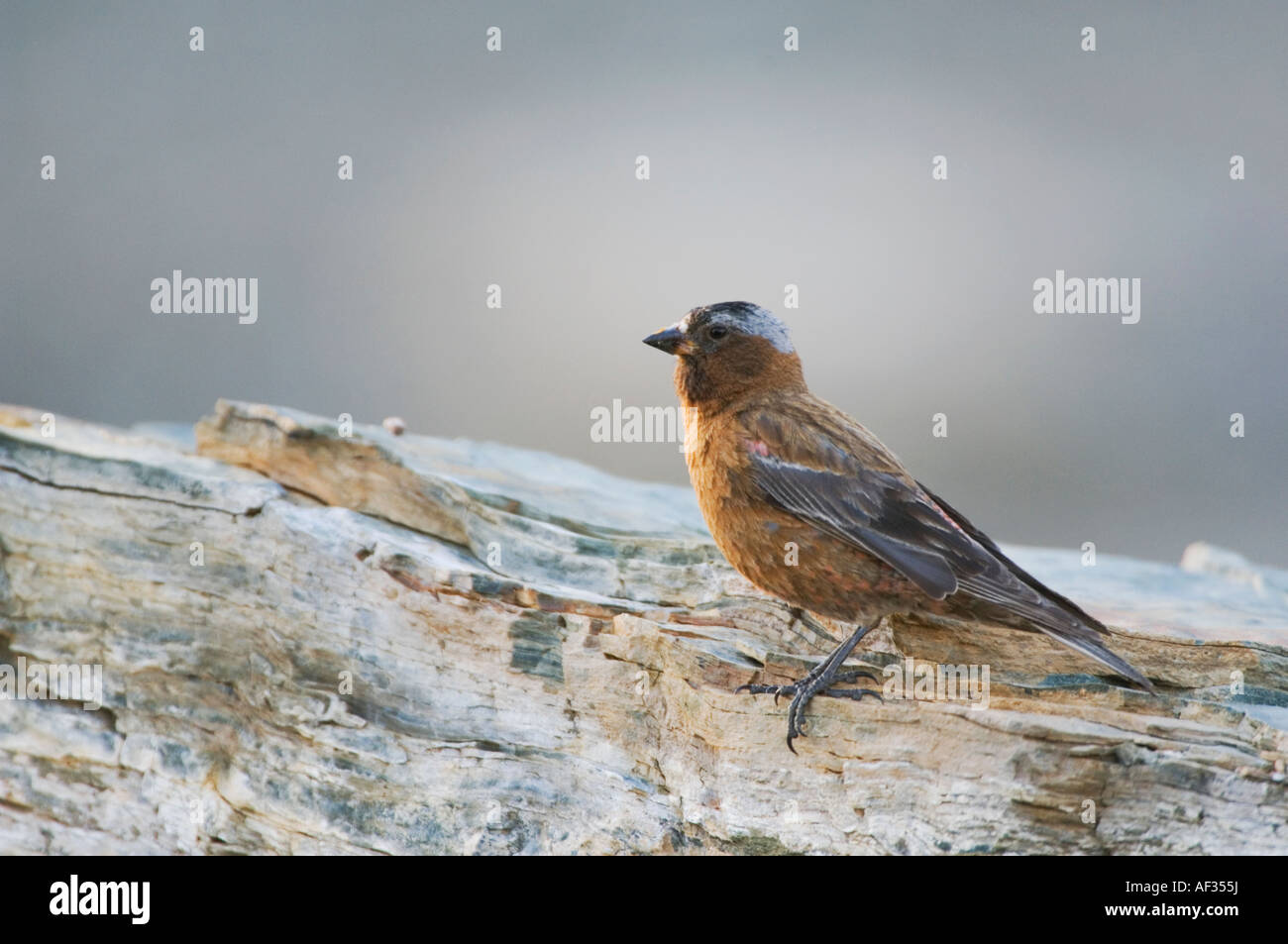 Logan finch hi-res stock photography and images - Alamy