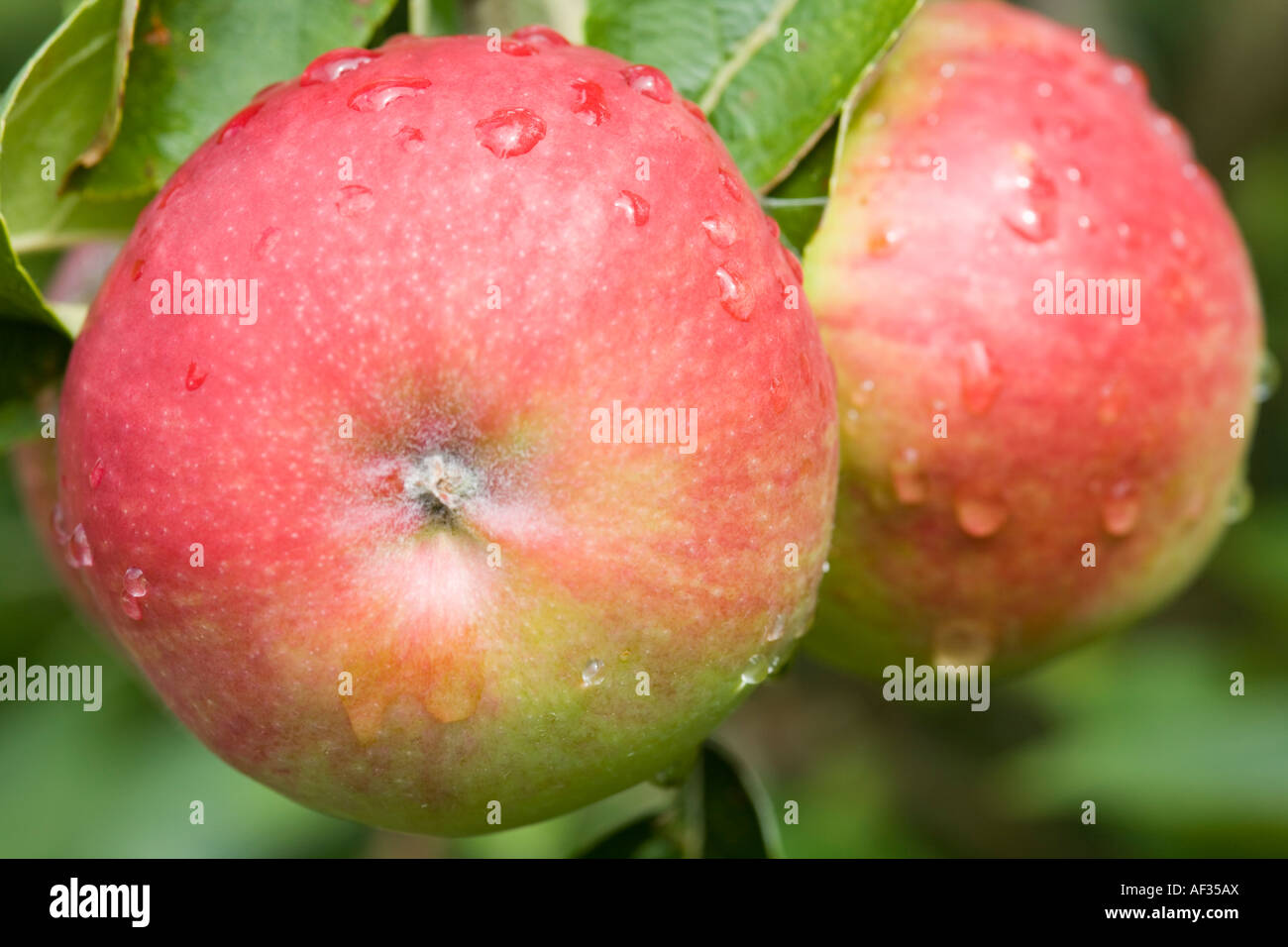Tydeman’s early worcester hi-res stock photography and images - Alamy
