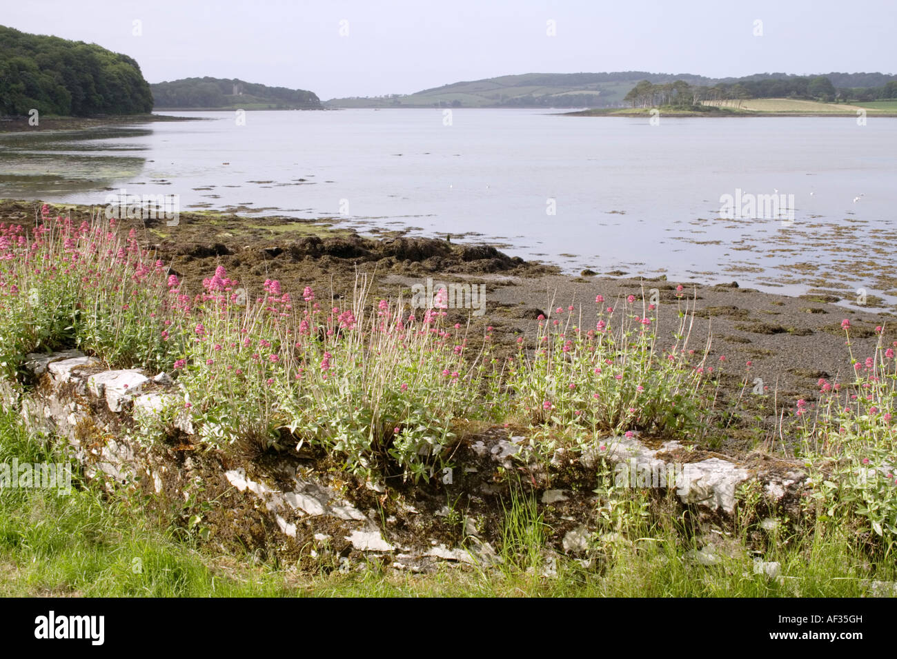 Stone wall overgrown with Bistort (polygonum bistorta) at south side of ...