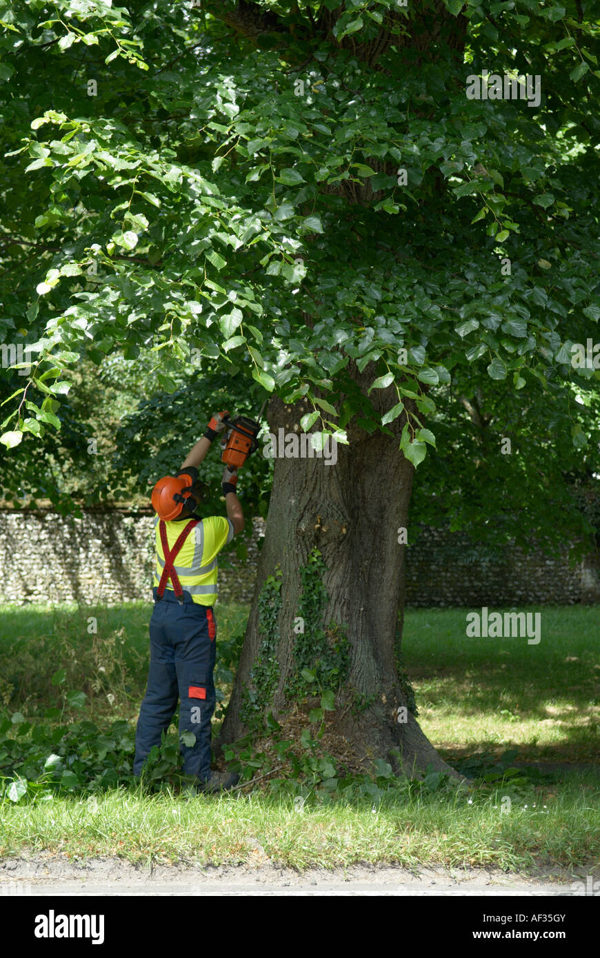 Tree surgeon pruning tree with chainsaw Stock Photo - Alamy