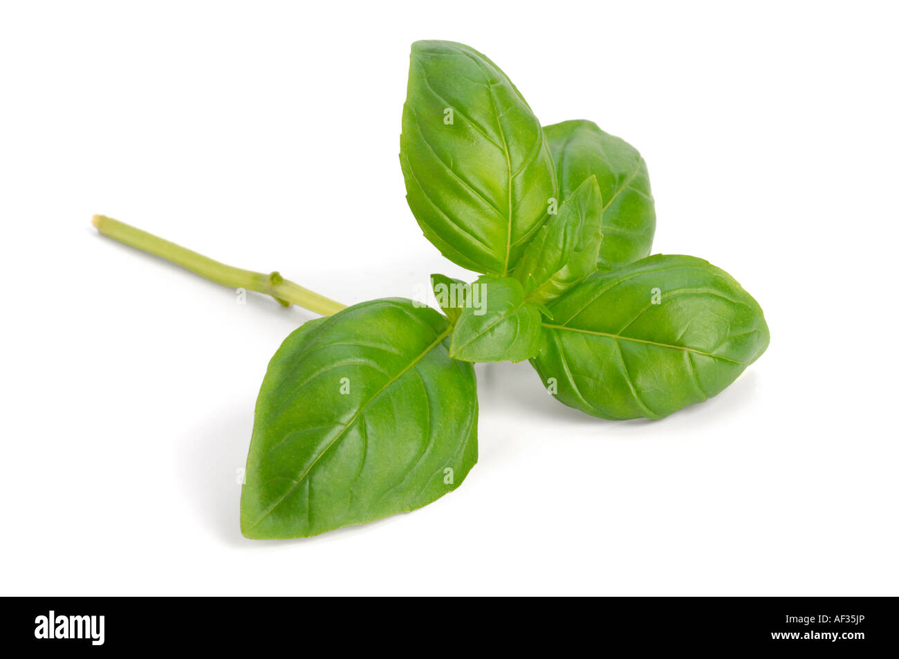 Sprig of fresh Basil Stock Photo - Alamy