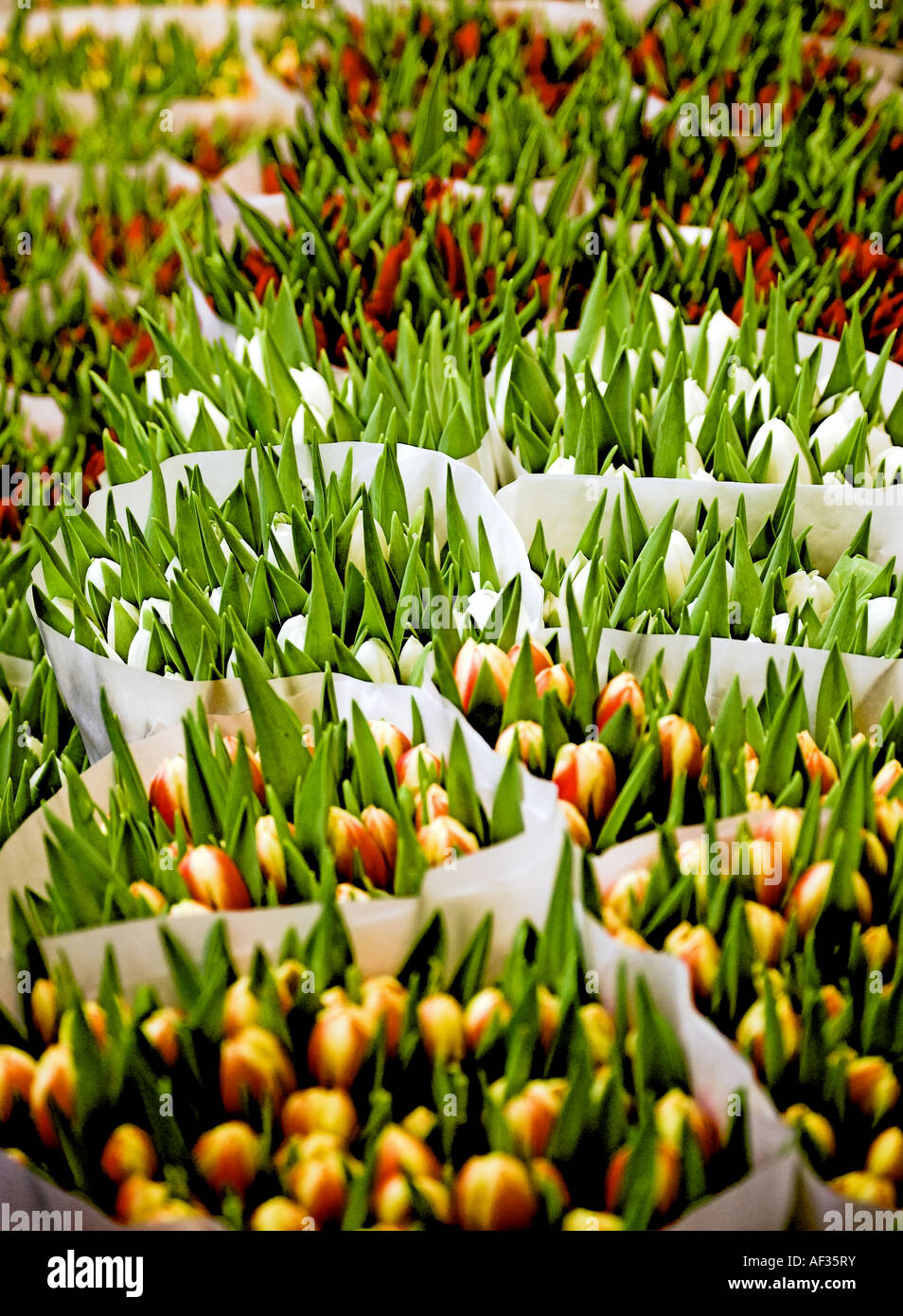 Bunches of tulips in market Stock Photo - Alamy
