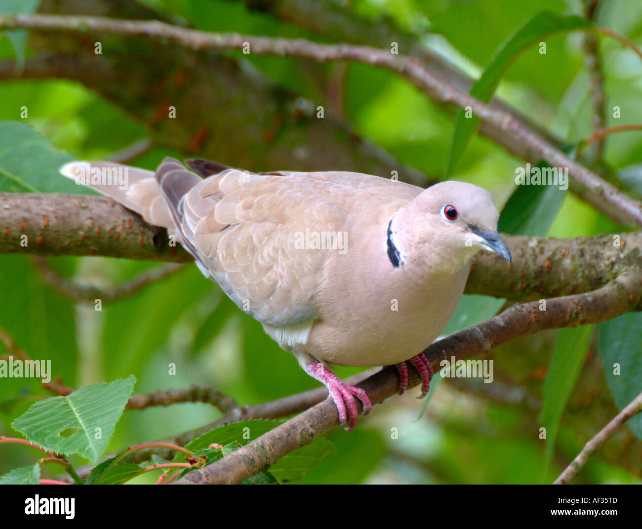 A Collared Dove Perches on a Branch in a Cherry Tree in a Cheshire Garden Stock Photo - Alamy