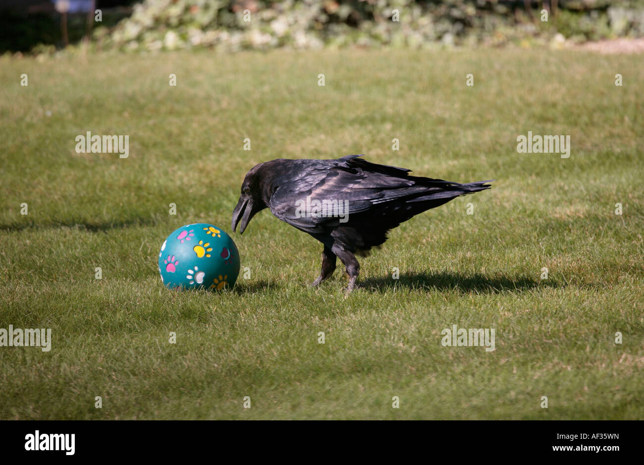 Raven bird ball hi-res stock photography and images - Alamy