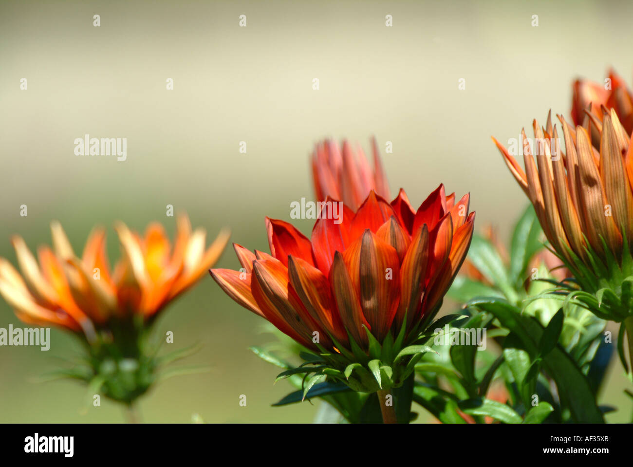 Osteospermum red hi-res stock photography and images - Alamy