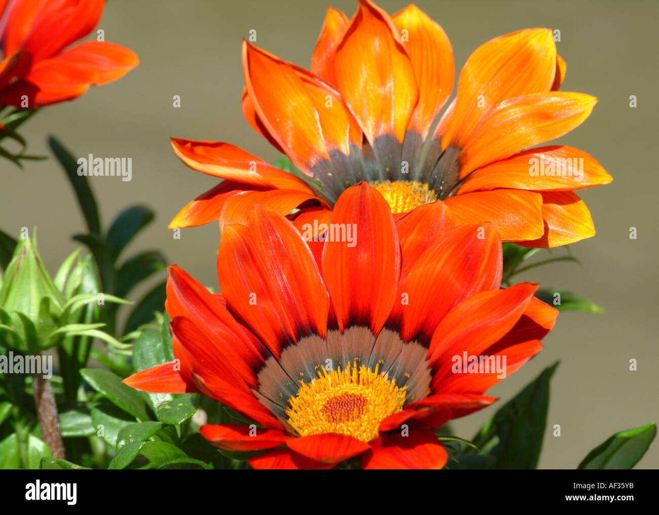 Osteospermum red hi-res stock photography and images - Alamy