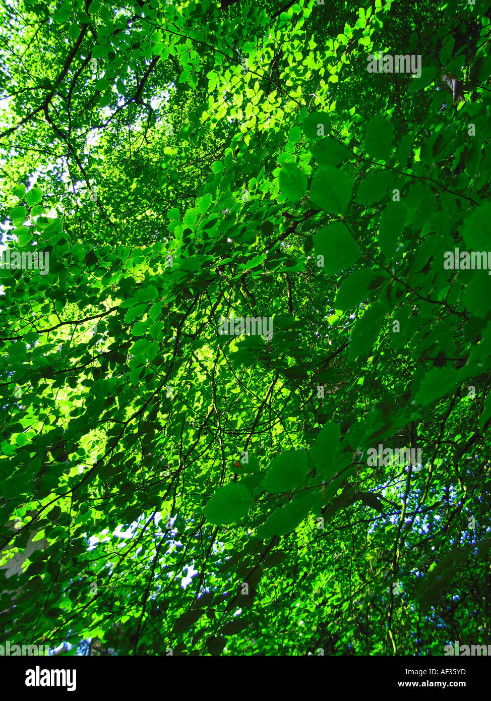 Light Shines Through Bright Green Beech Leaves of Tree in Park at ...