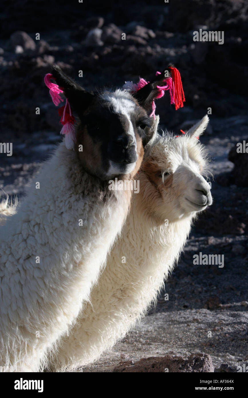 Pair of lamas Stock Photo - Alamy