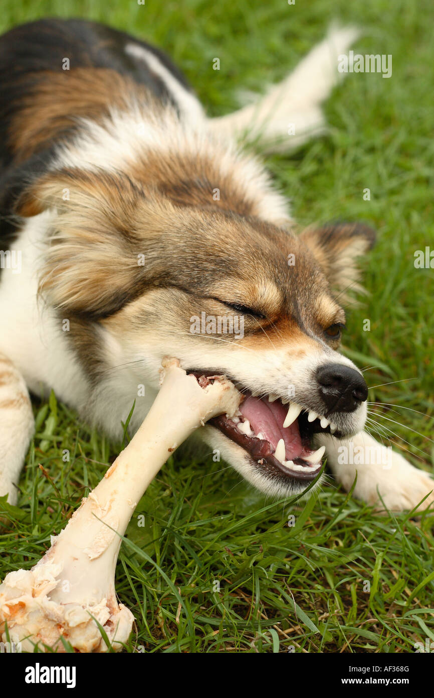 Dog enjoying eating a bone Stock Photo - Alamy