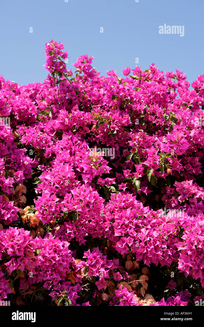 Gozo malta wild flowers hi-res stock photography and images - Alamy