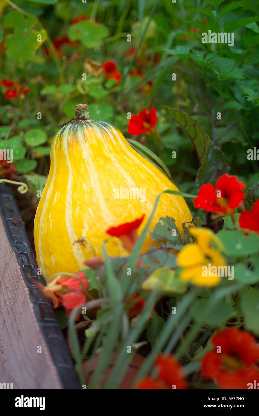 Kitchen Garden, Yellow Marrow Stock Photo - Alamy