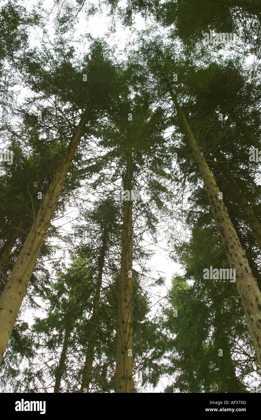 Looking up through tall pines to sky Stock Photo - Alamy