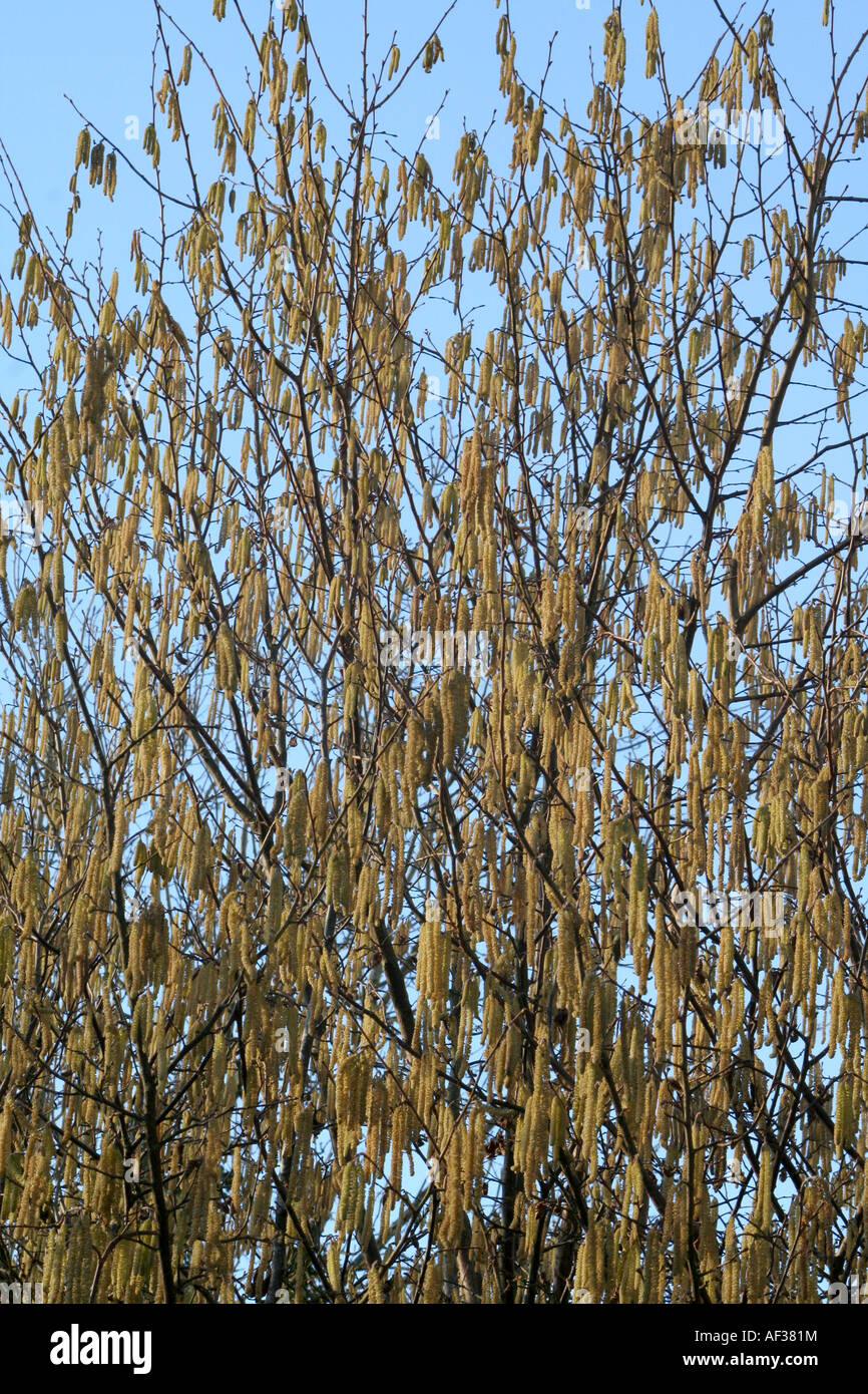 Hazel Tree (Corylus avellana Stock Photo - Alamy