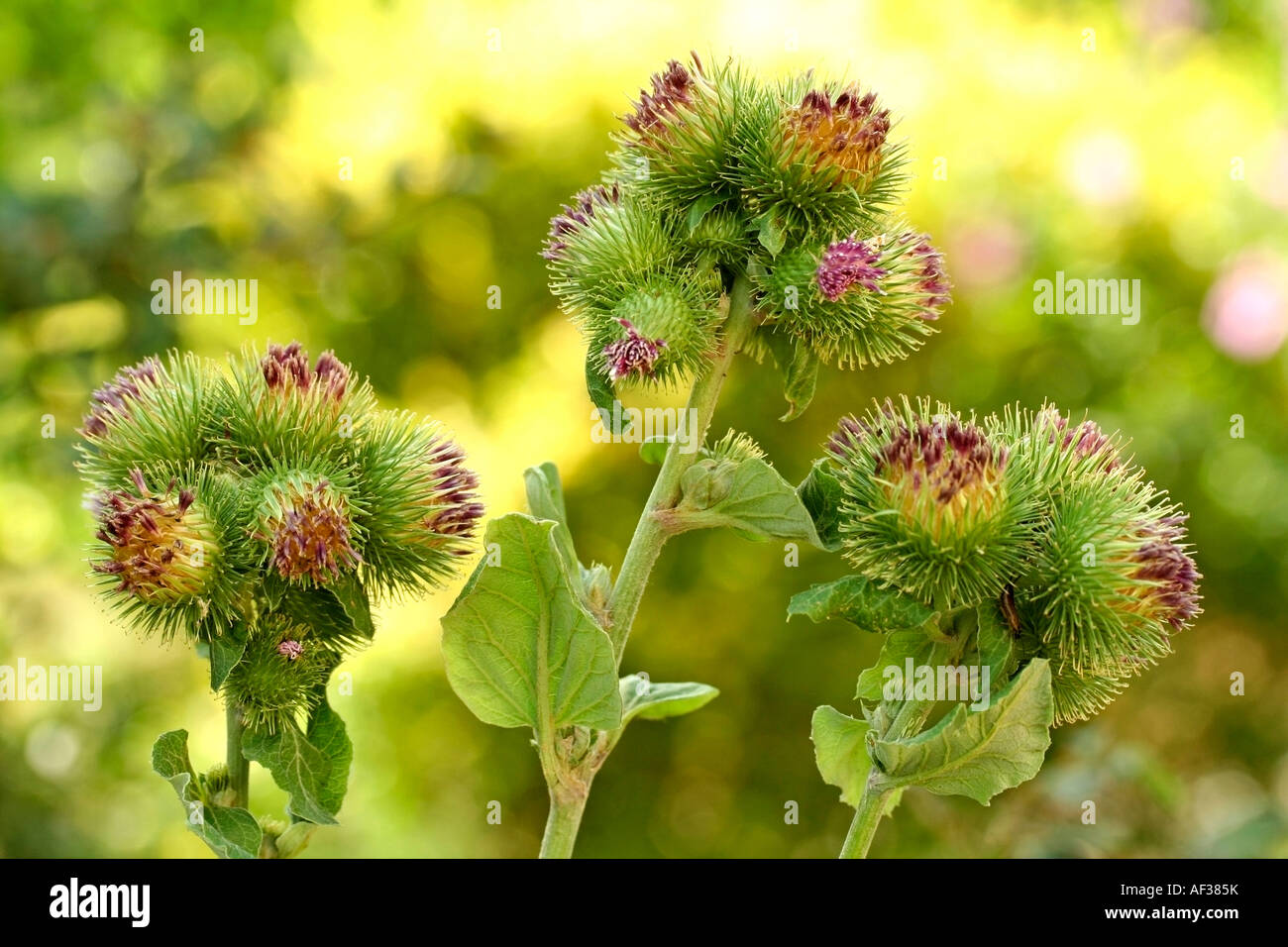 Greater burdock (Arctium lappa Stock Photo - Alamy