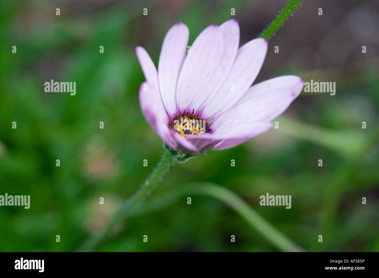 Various Flowers Macro Close Up Photography Stock Photo - Alamy