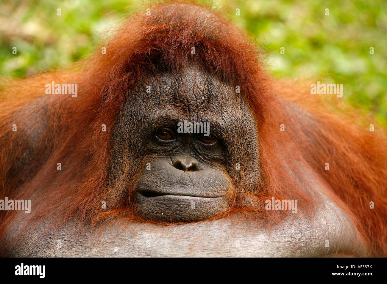 Fat orangutan hi-res stock photography and images - Alamy