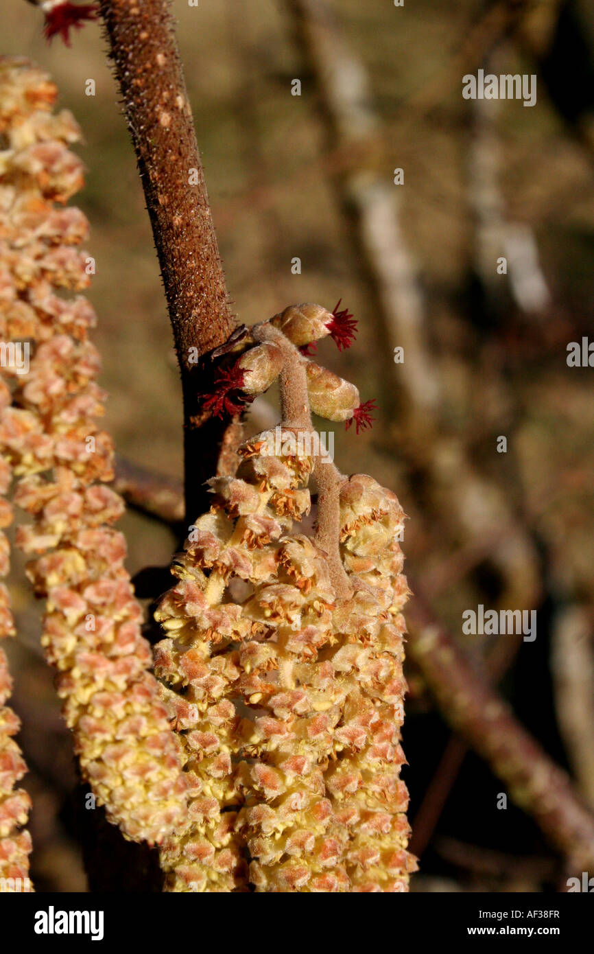 Hazel Tree (Corylus avellana Stock Photo - Alamy
