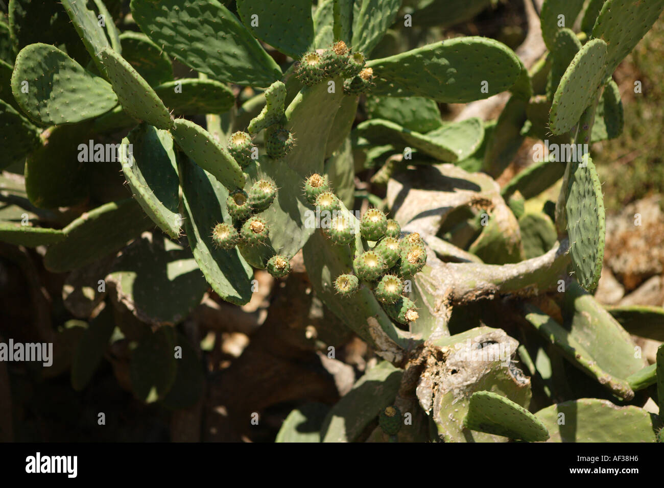 Cactus detail, The Old Citadel, Il-Kastell, Victoria (Rabat), Gozo ...