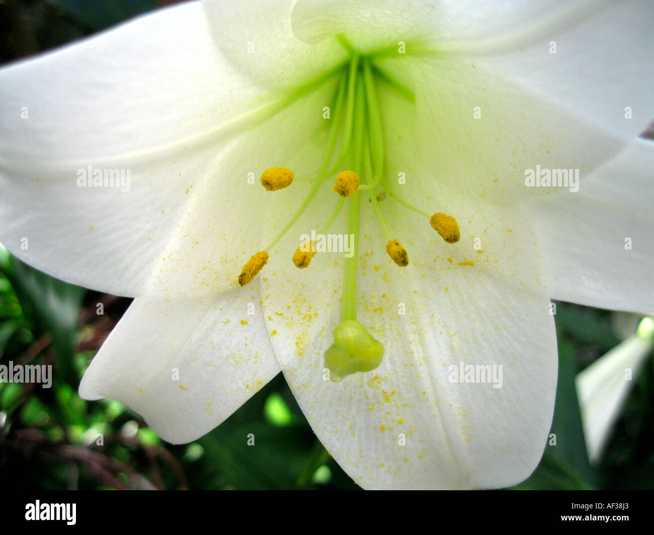 Queen lily of the valley hi-res stock photography and images - Alamy