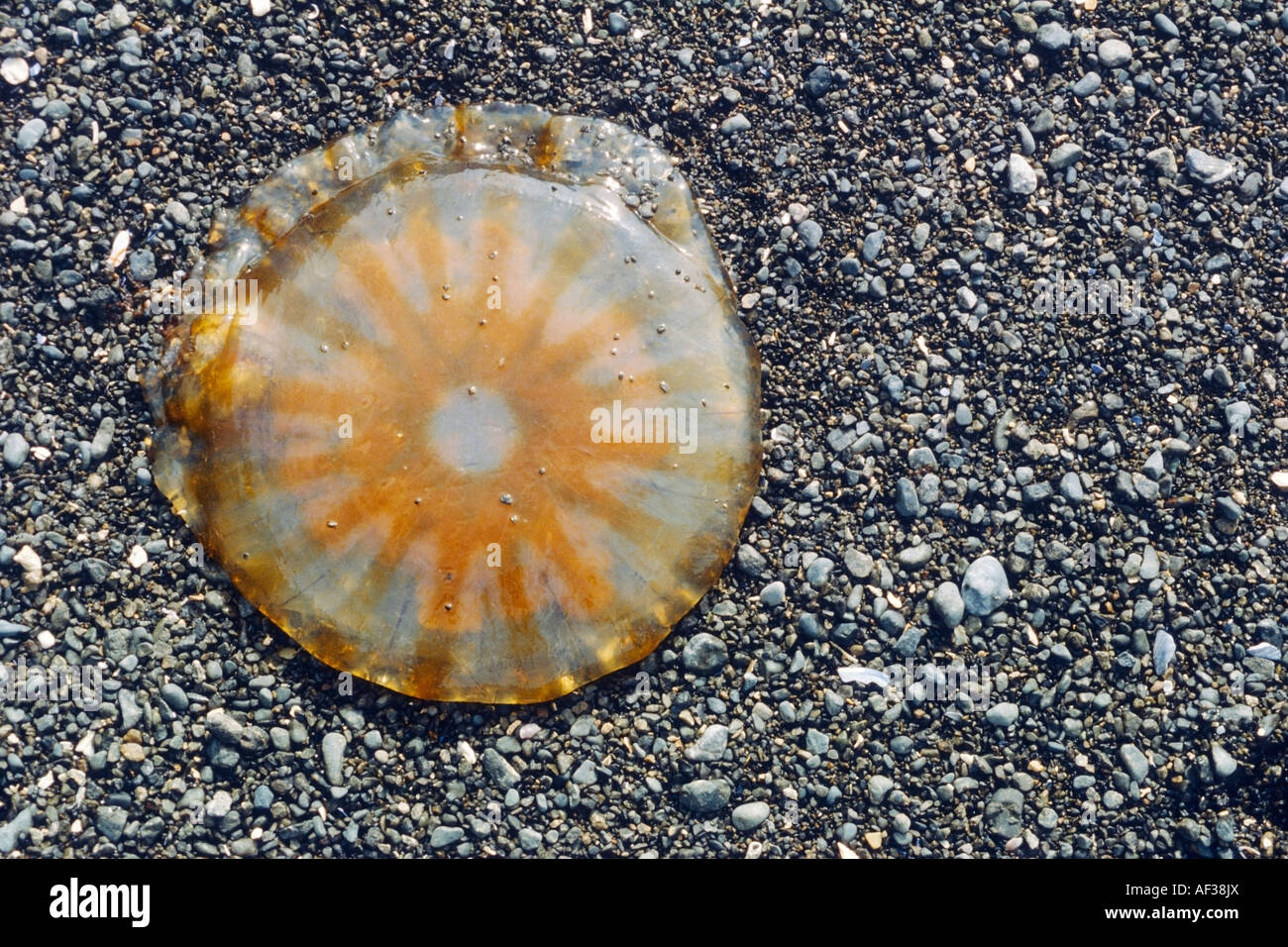 Alaskan jellyfish hi-res stock photography and images - Alamy