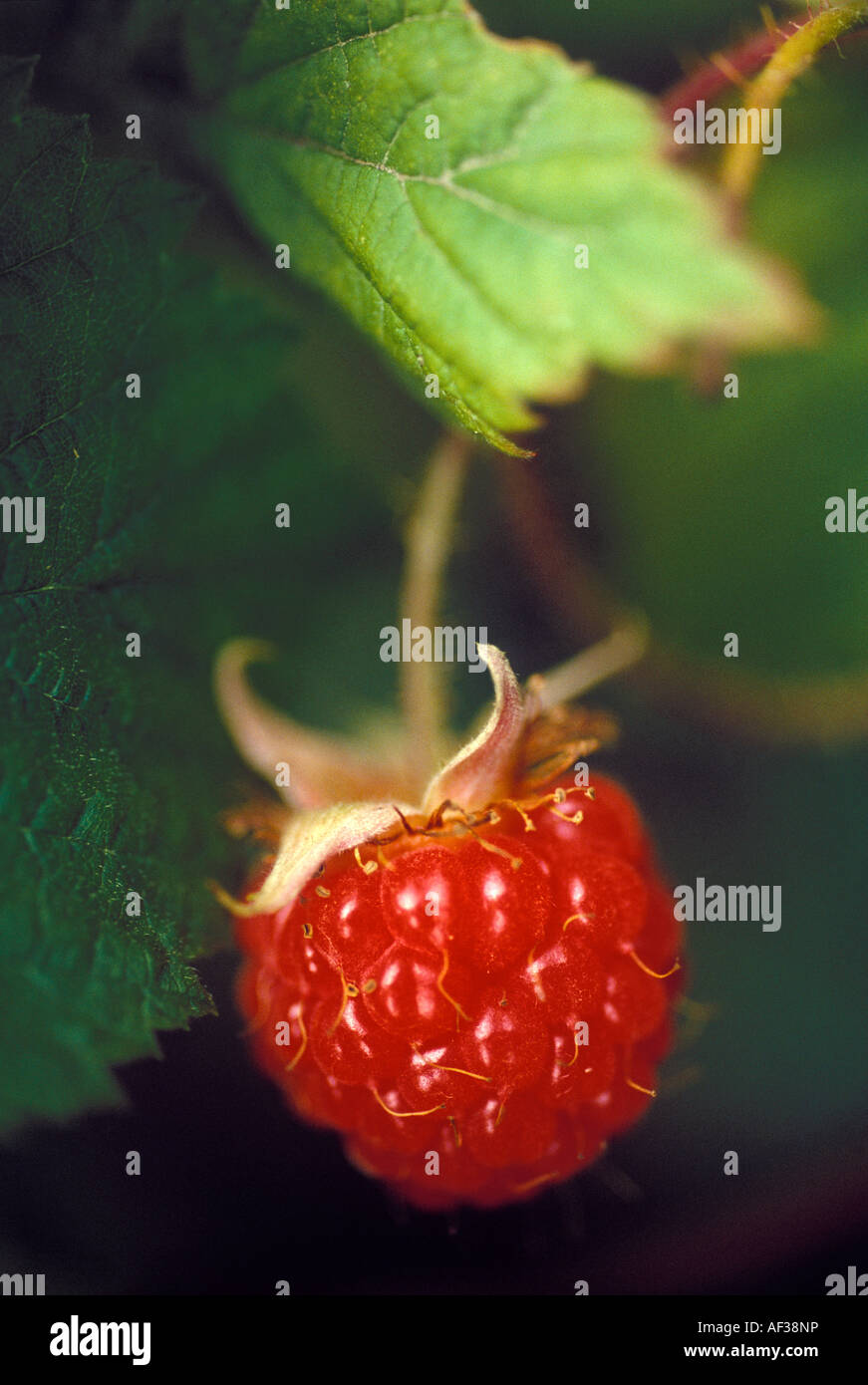 Close-up of a Raspberry grown in an Alaskan garden Stock Photo - Alamy