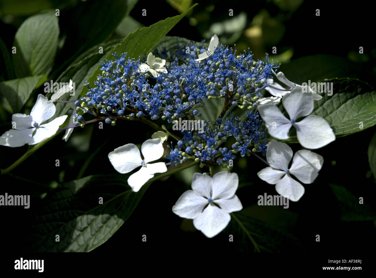 White lace flower hydrangea hi-res stock photography and images - Alamy